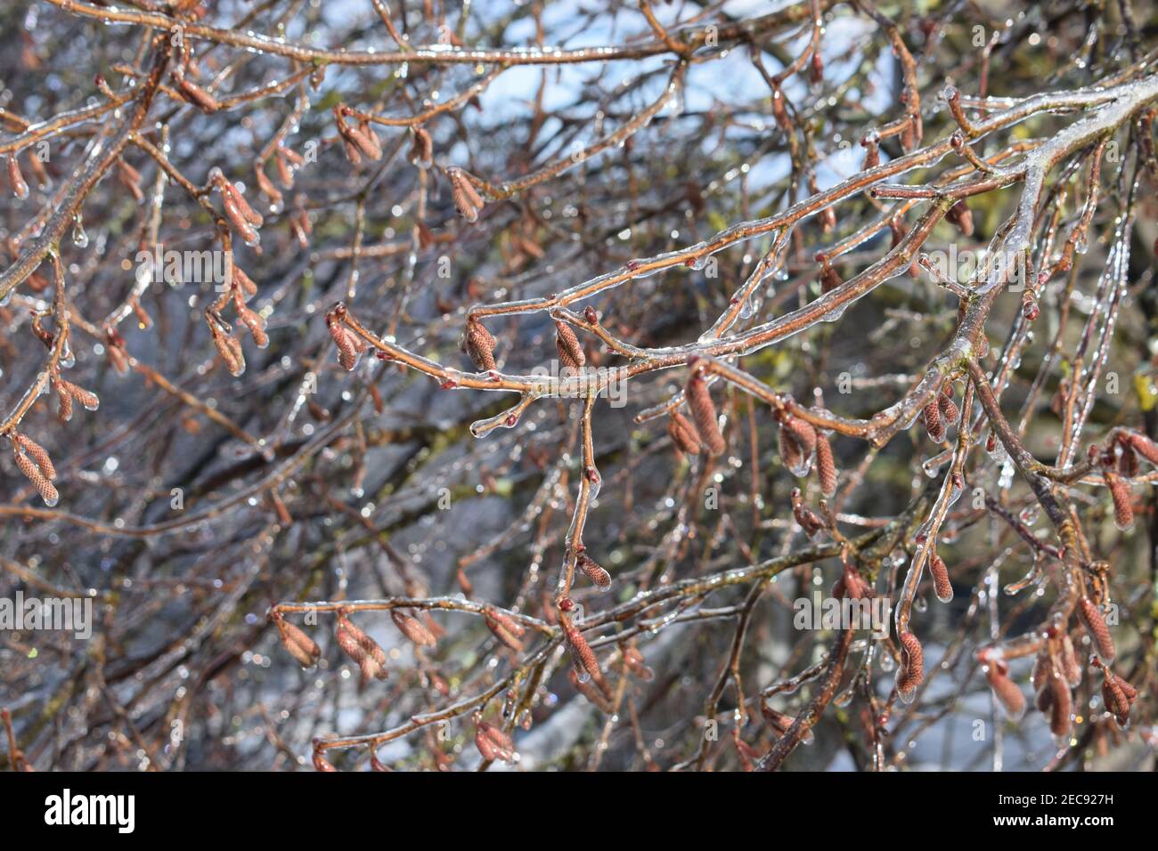 Tree reflection on cold hi-res stock photography and images - Alamy