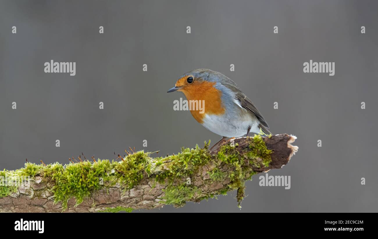 bird, natur, ast, wild lebende tiere, stieglitz, tier, baum, finch ...