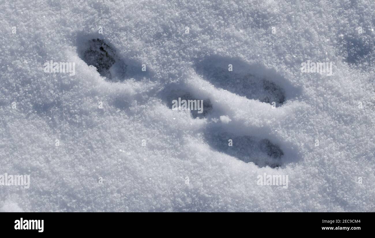 Hare footprints in snow hi-res stock photography and images - Alamy