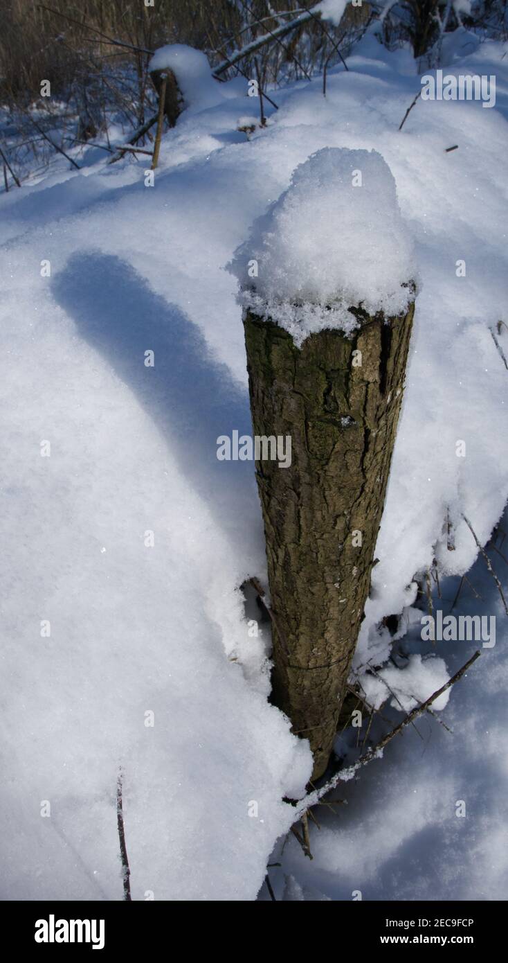 A snow-topped post made from a tree branch, part of a dead hedge fence ...