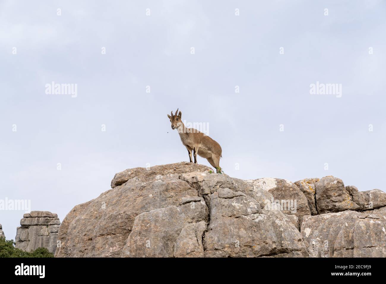 Spanish wild goats hi-res stock photography and images - Alamy