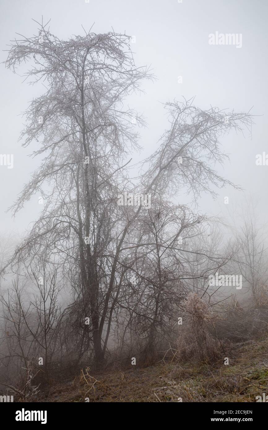 Thick ice fog mist hi-res stock photography and images - Alamy
