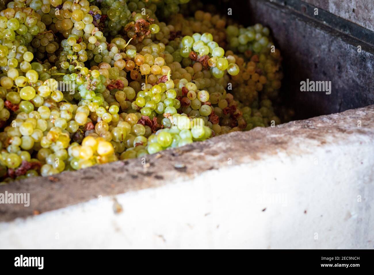 Manolada hi-res stock photography and images - Alamy