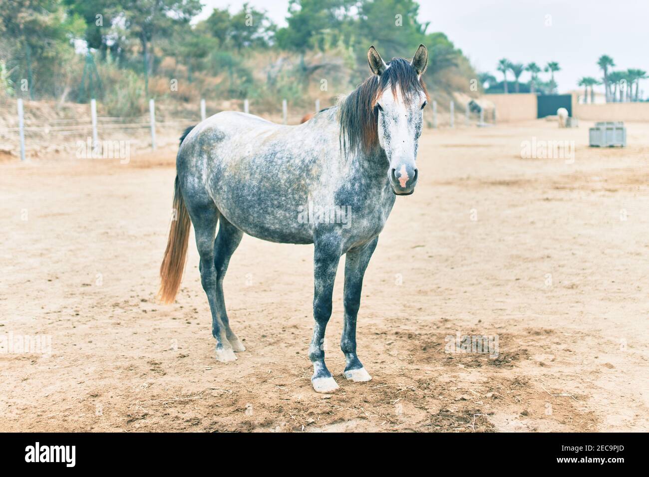 Adorable horse at the farm Stock Photo - Alamy