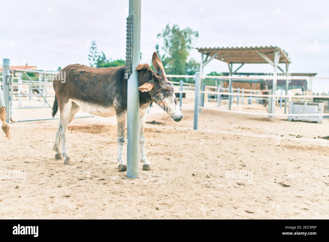 Adorable donkey walking at the farm Stock Photo - Alamy