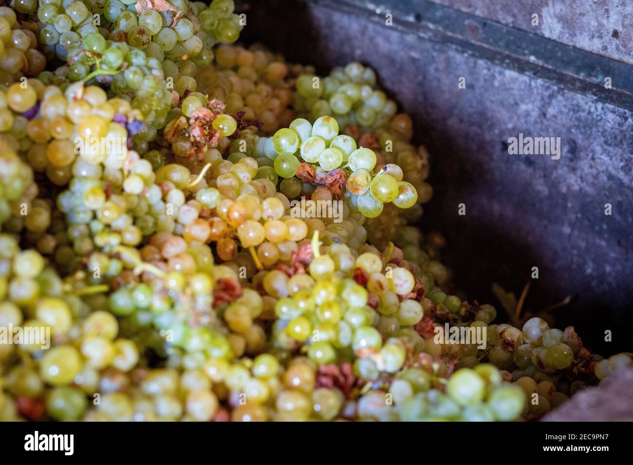 Manolada hi-res stock photography and images - Alamy