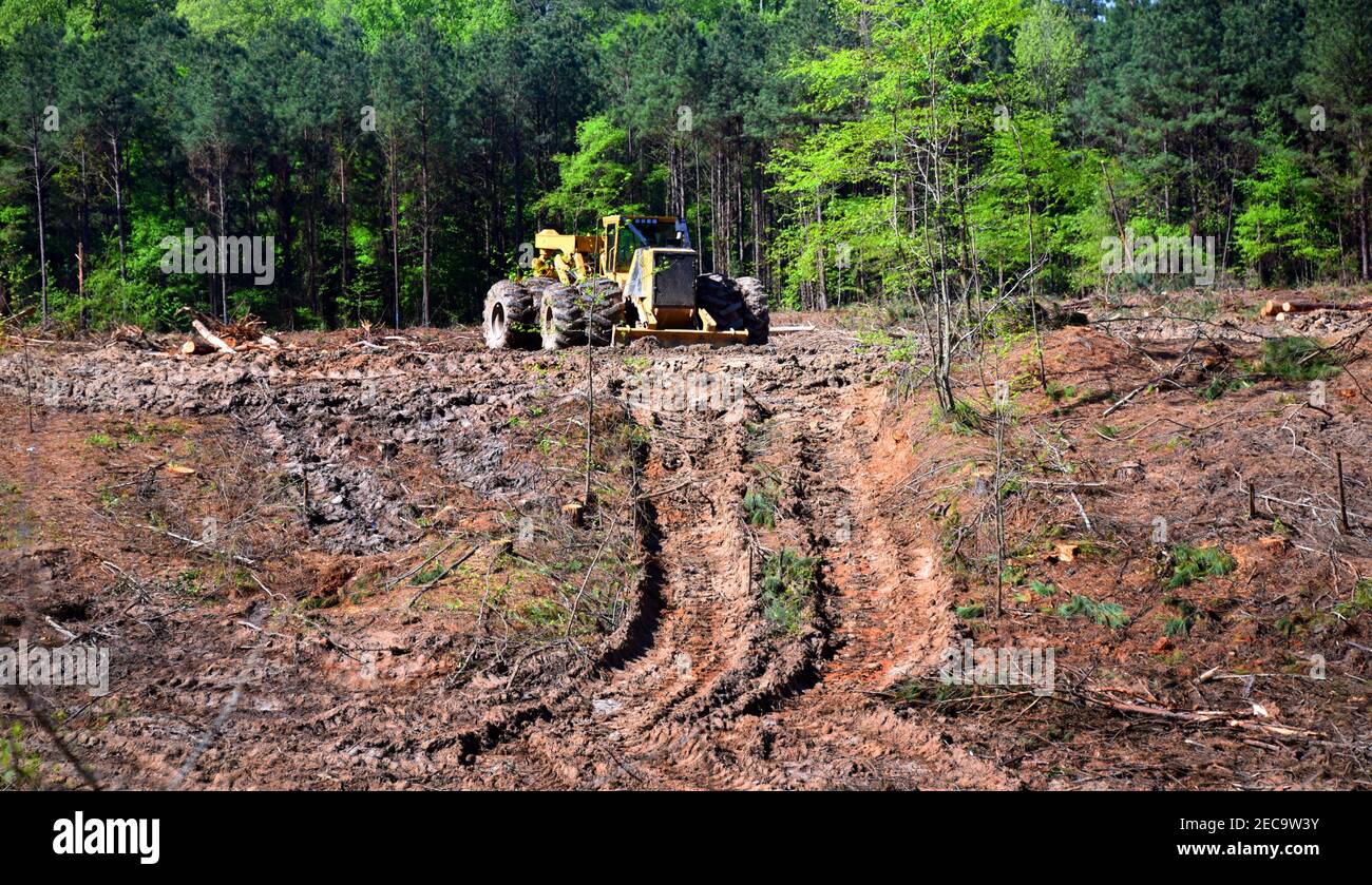 Equipment is at a standstill in this clearcut. Tire tracks can be seen ...