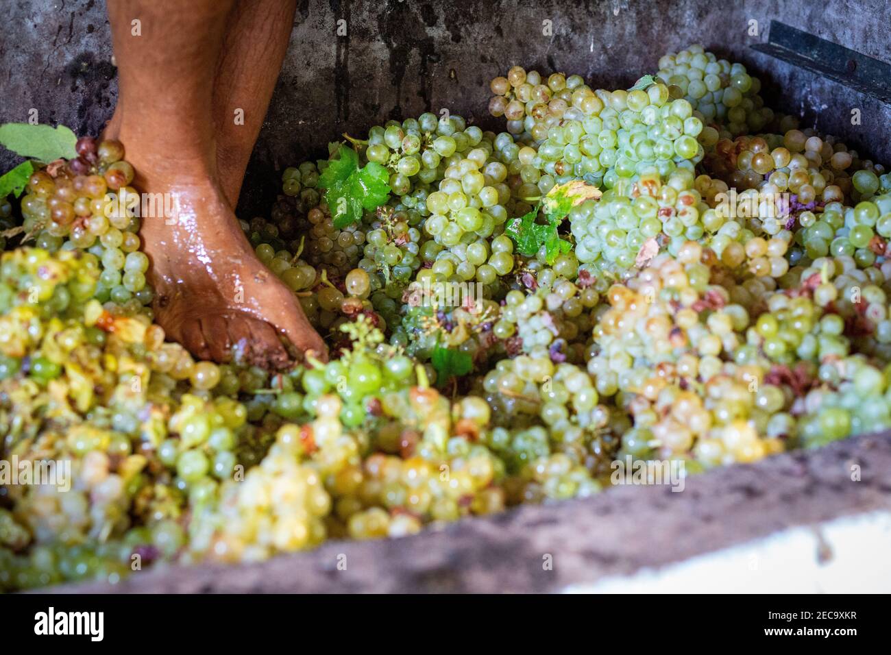 Manolada hi-res stock photography and images - Alamy