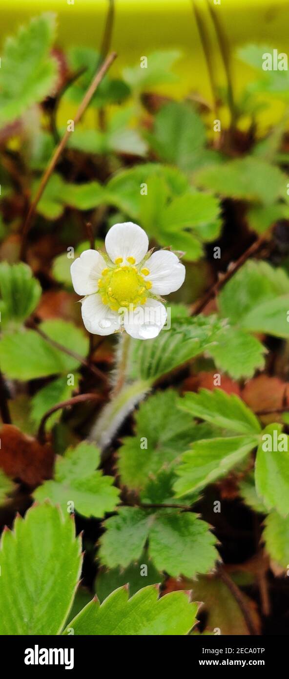 Wild strawberry flower blooming in the garden Stock Photo - Alamy