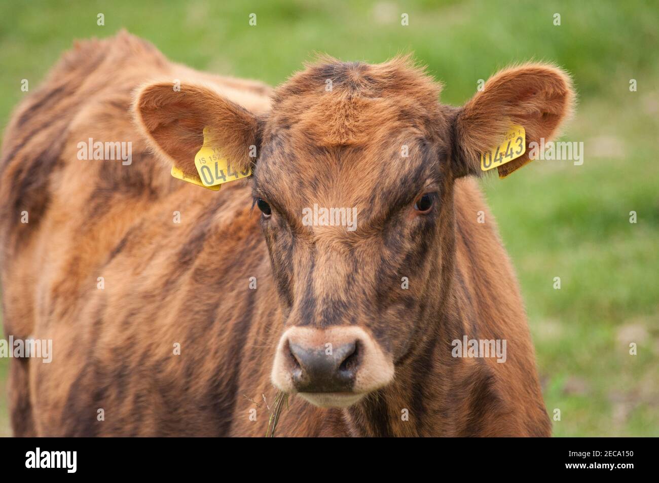 Icelandic Cow High Resolution Stock Photography and Images - Alamy