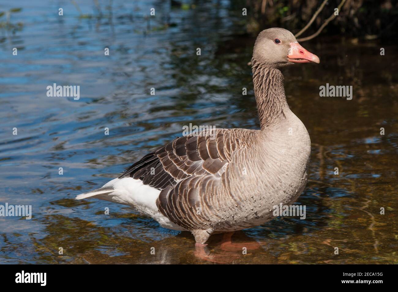 Goose in Denmark Stock Photo - Alamy
