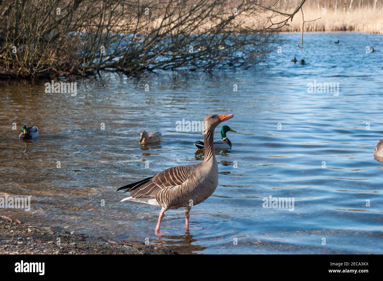 Danish Goose High Resolution Stock Photography and Images - Alamy