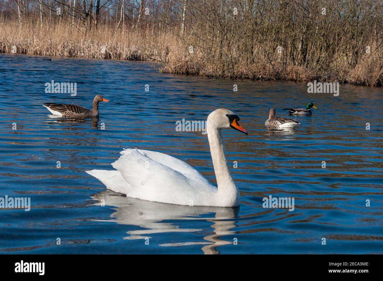 swan swimming on a lake in Denmark Stock Photo - Alamy