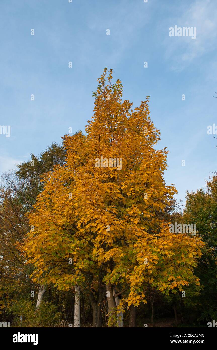 Danish fauna hi-res stock photography and images - Alamy