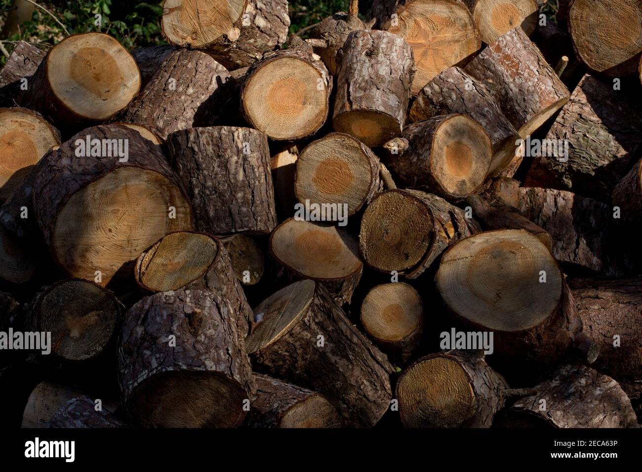 Timber logged in a forest the Welsh hills in Powys, Wales, UK Stock ...