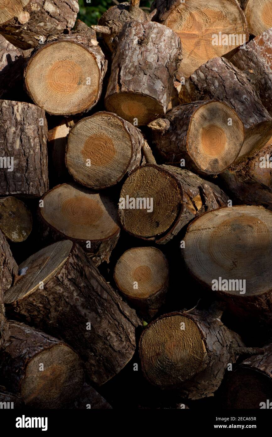 Timber logged in a forest the Welsh hills in Powys, Wales, UK Stock ...