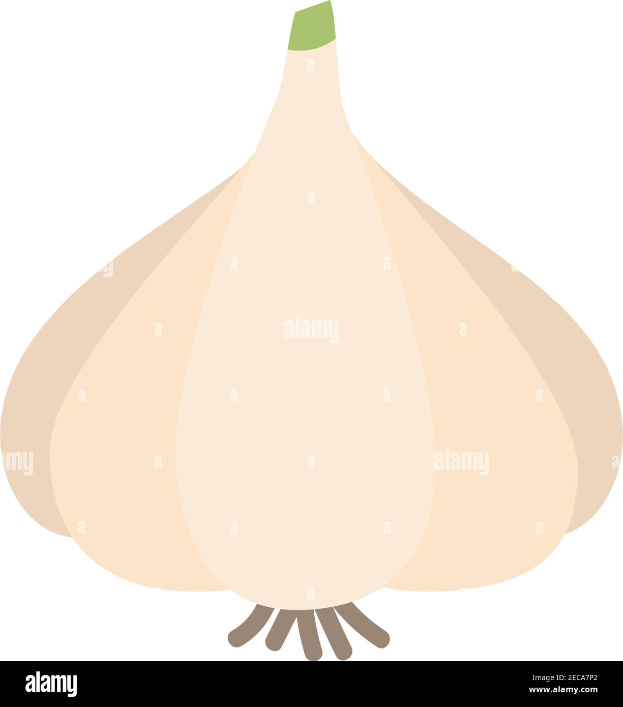 Garlic bulb vector illustration icon. Garlic spice, seasoning vegetable ...