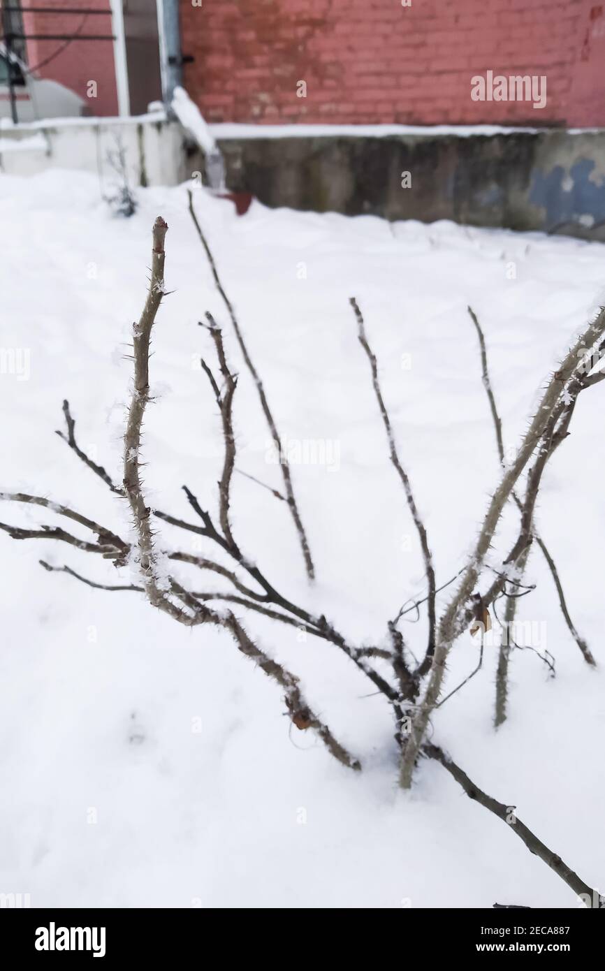 Dry twigs with thorns in the snow close up Stock Photo - Alamy