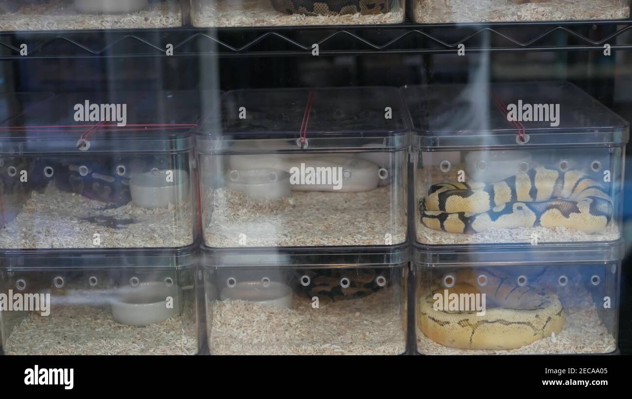 Captive bred snakes for sale. Small plastic boxes with captive bred ...