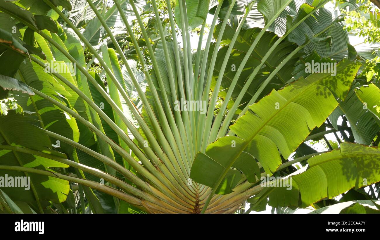 Wild, vivid vegetation of deep misty tropical wood. Jungle landscape ...