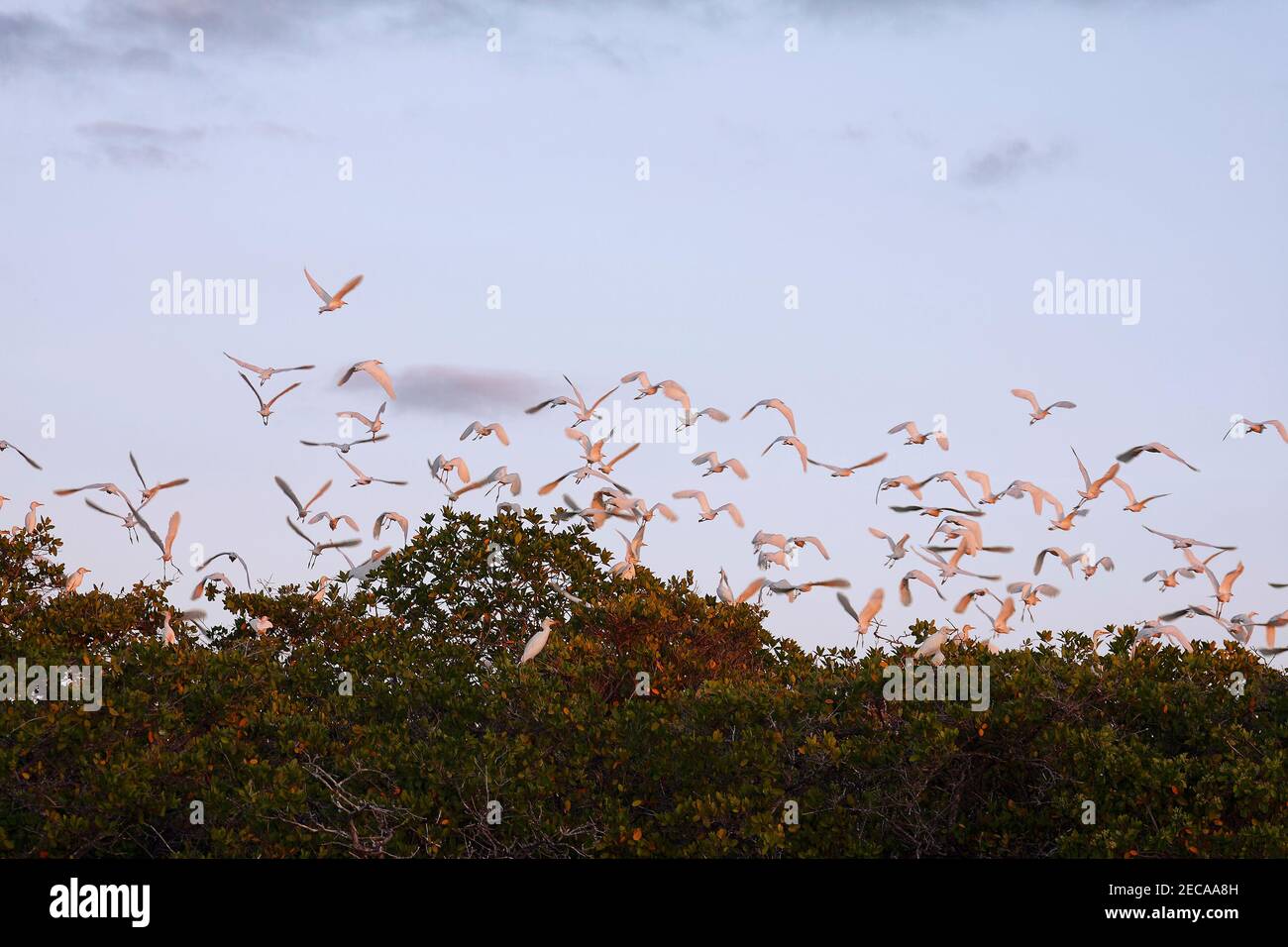 rookery, birds flying, on branches, sunset, golden hour light, animals ...