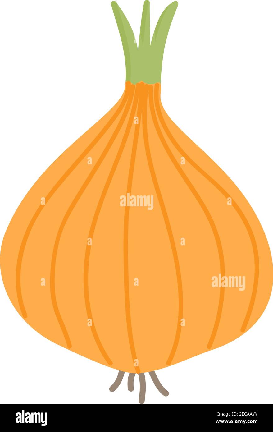 Onion bulb vector illustration icon. Yellow, white onion vegetable ...