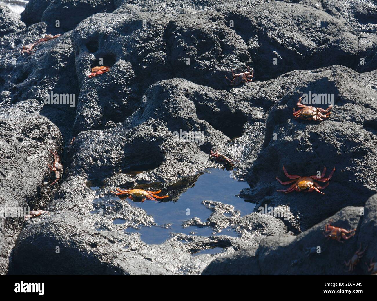 Colorful marine wildlife hi-res stock photography and images - Alamy