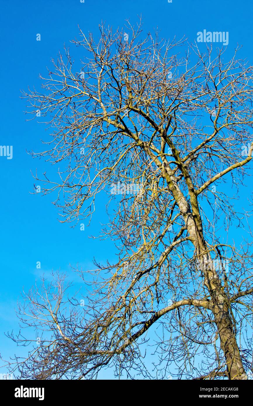 A young Ash tree (fraxinus excelsior), its bare leafless branches shot ...