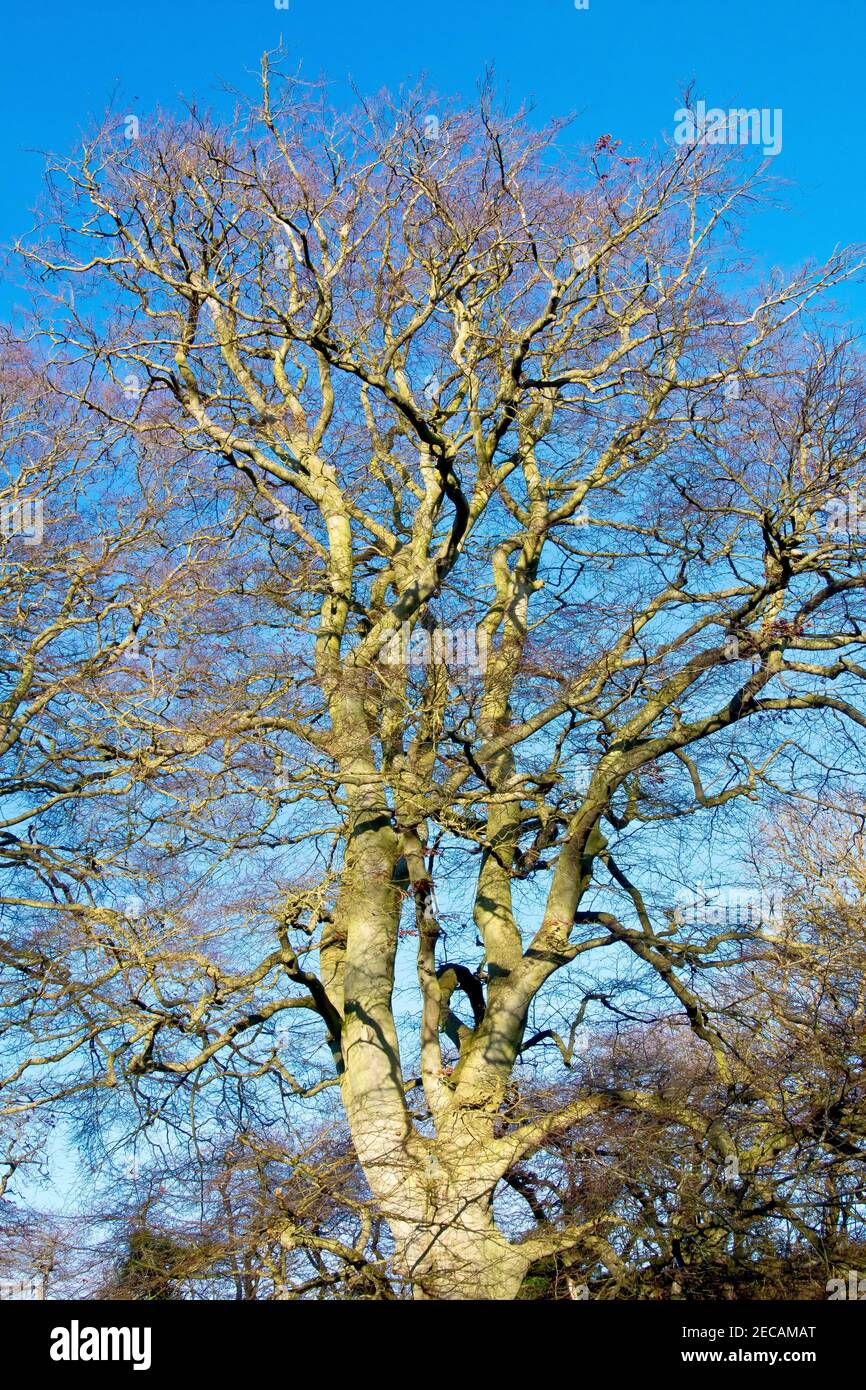 A large mature Beech tree (fagus sylvatica), its bare leafless branches ...