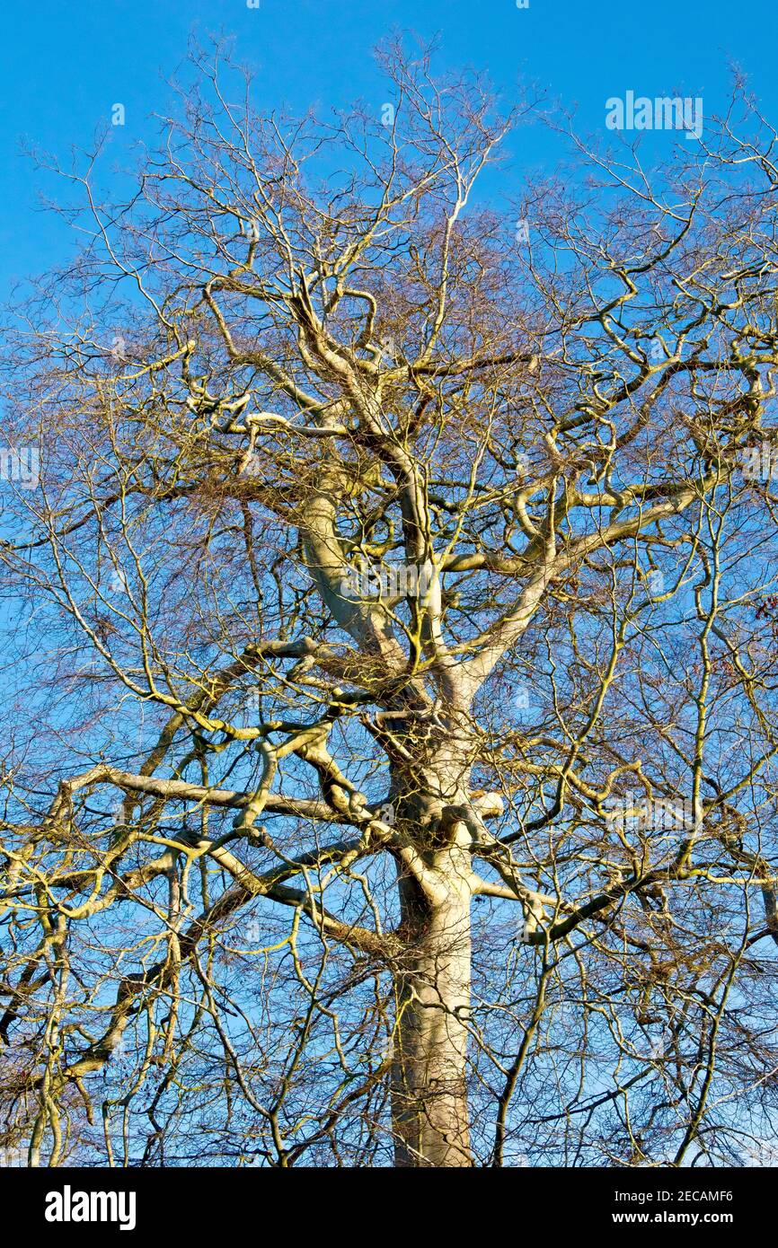 A large mature Beech tree (fagus sylvatica), its bare leafless branches ...