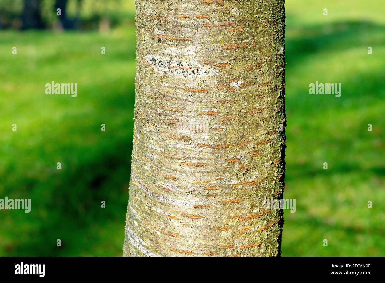 Banded Pattern High Resolution Stock Photography and Images - Alamy