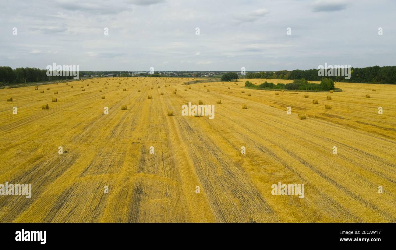 Aerial view of a mowed field of wheat with abandoned sheaves of straw ...