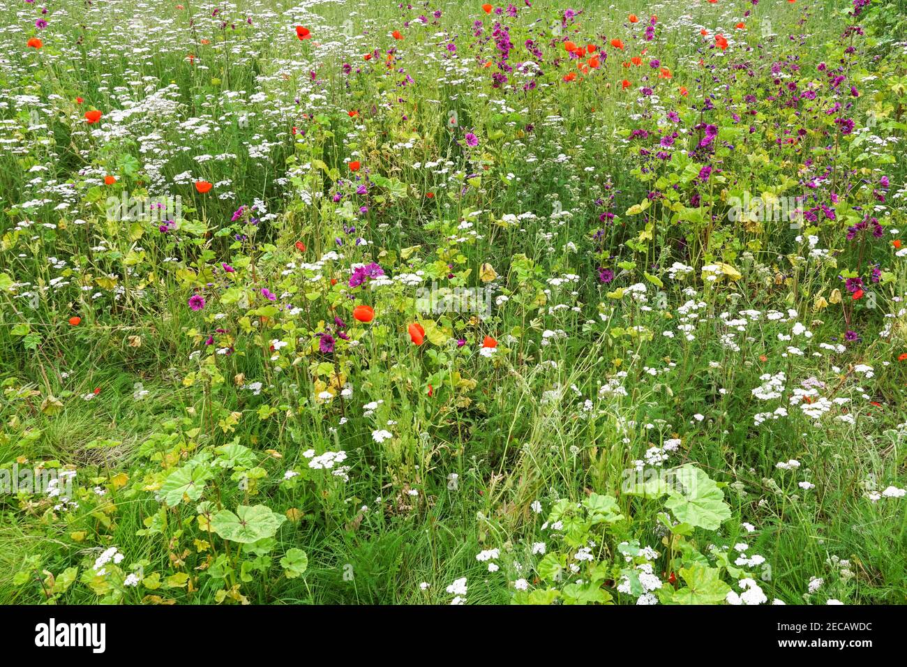 Wildflowers blooming on spring hi-res stock photography and images - Alamy