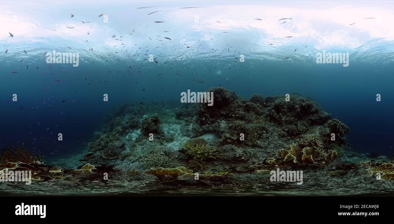 Tropical fishes and coral reef at diving. Underwater world with corals ...