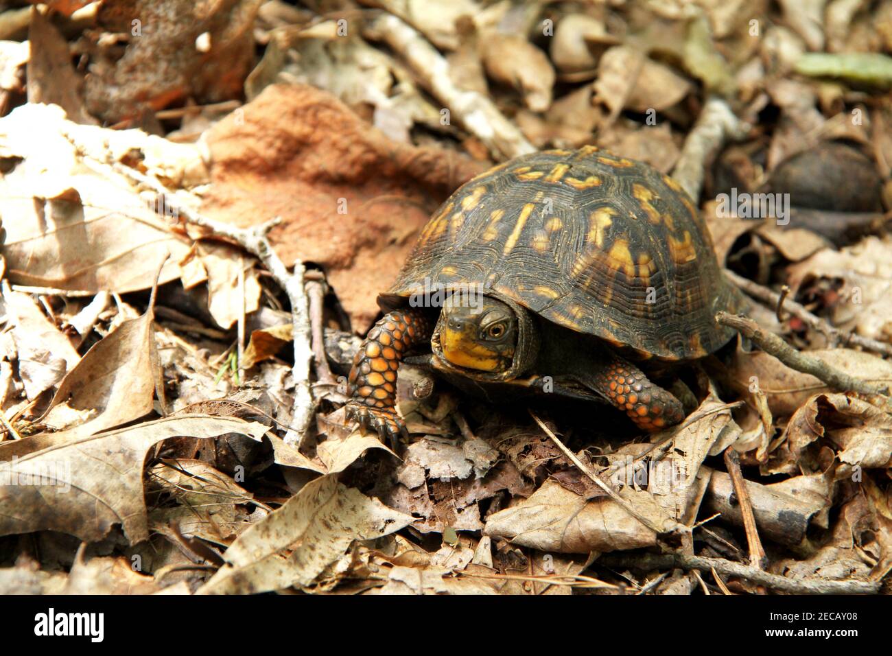 Common box turtle hi-res stock photography and images - Alamy