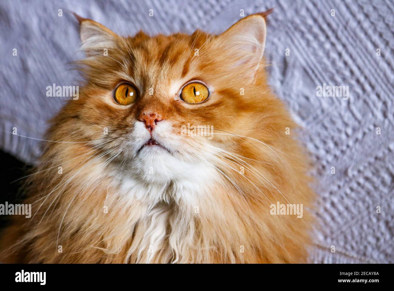 Portrait of a fluffy, ginger cat Stock Photo - Alamy
