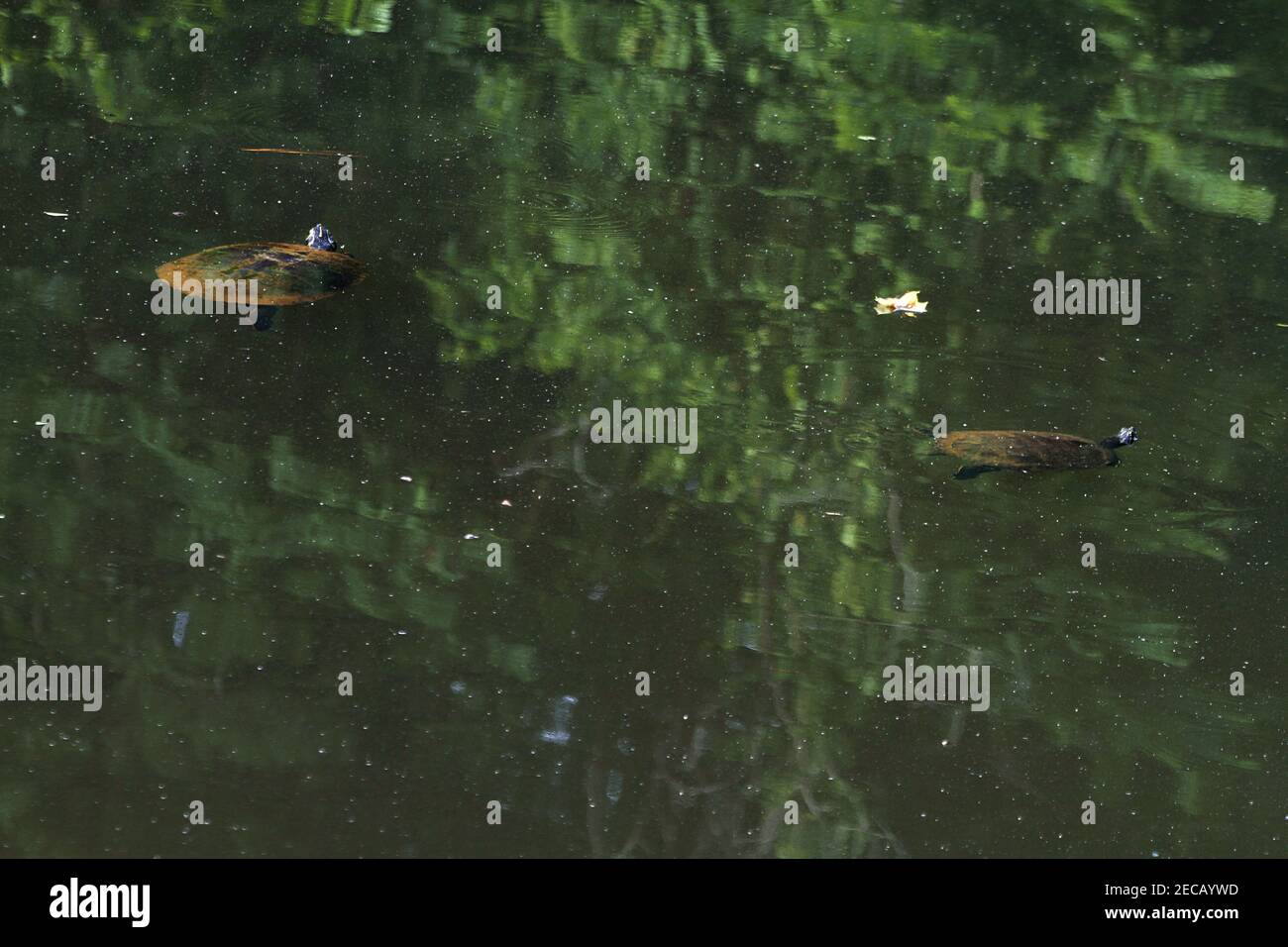 Turtles in a lake hi-res stock photography and images - Alamy