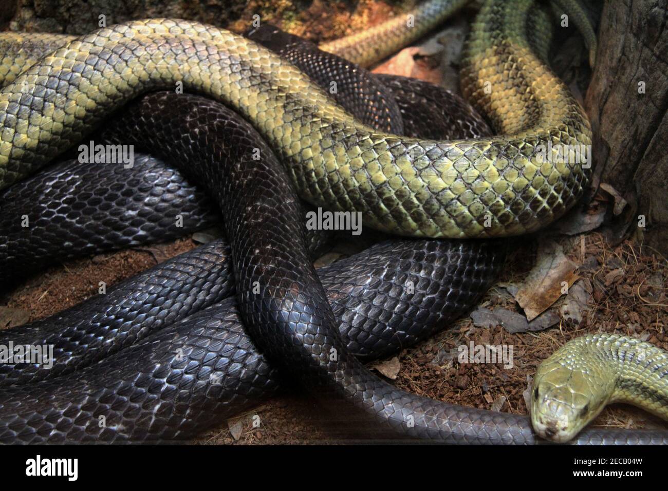 Snakes climbing over each other. Close-up of snakes' skin Stock Photo ...