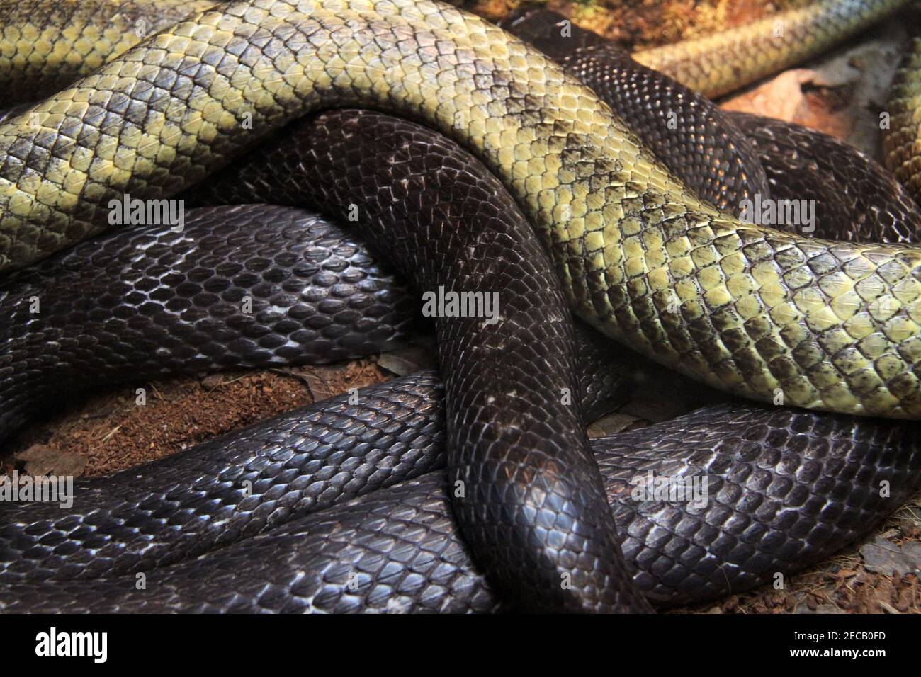 Snakes climbing hi-res stock photography and images - Alamy