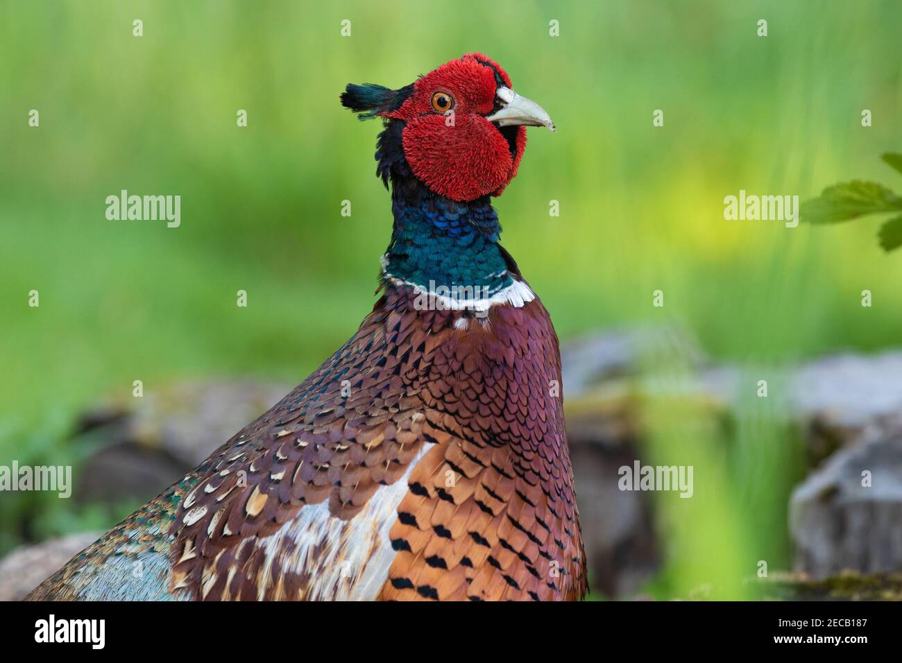 Male pheasant hi-res stock photography and images - Alamy