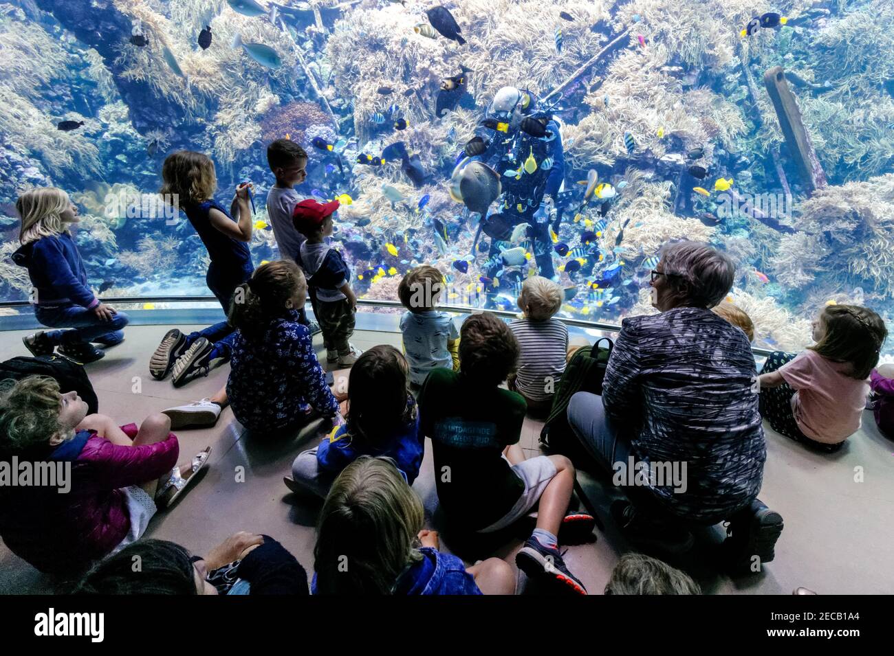 Live aquarium fish hi-res stock photography and images - Alamy