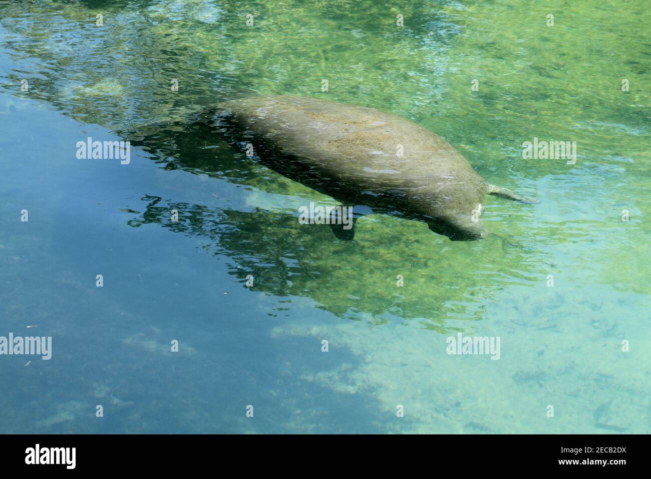 North american manatee trichechus manatus hi-res stock photography and ...