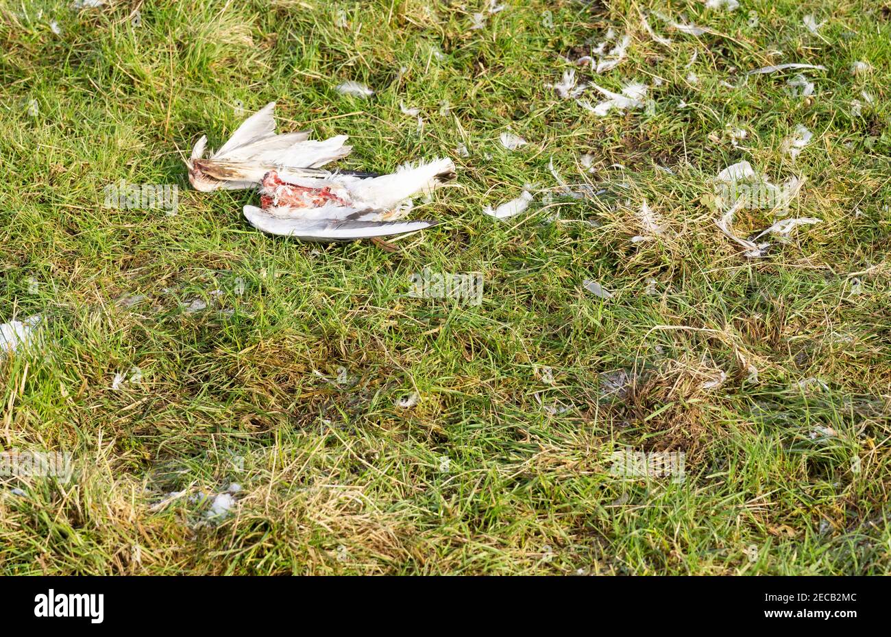 Remains of a dead bird on grass Stock Photo - Alamy
