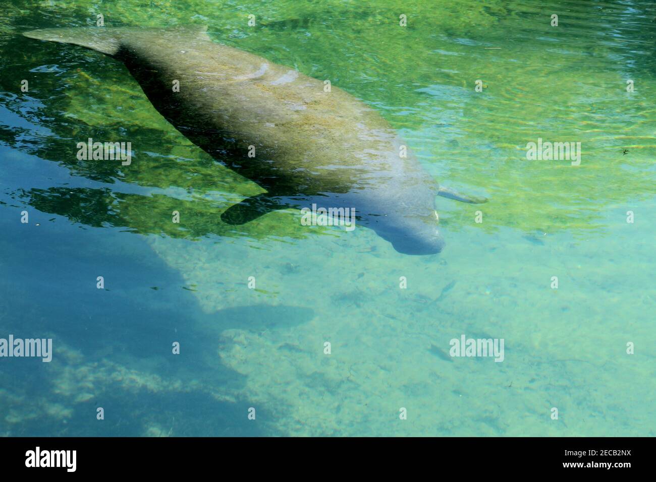 Manatee in Western Florida, USA Stock Photo - Alamy