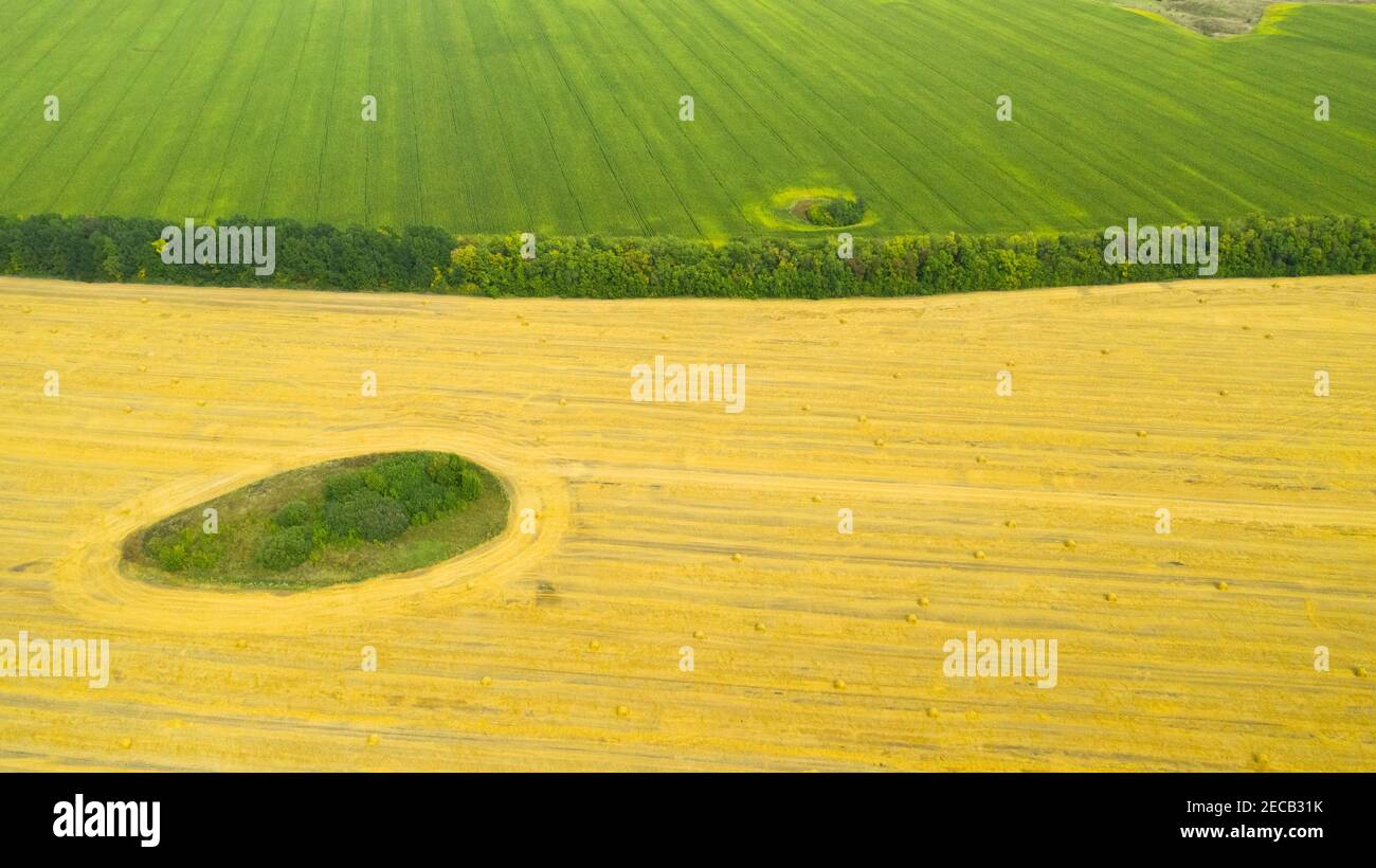 Rolls of haystacks on the field after harvest and Green corn fields ...