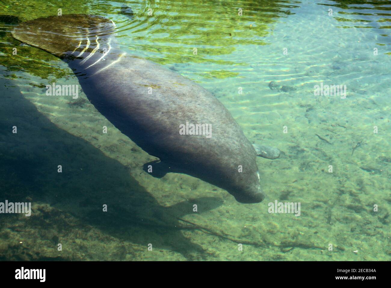 Manatee in Western Florida, USA Stock Photo - Alamy