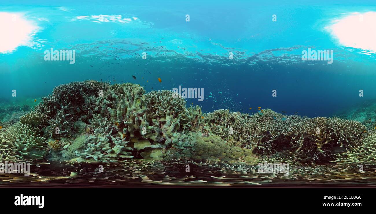 Tropical coral reef and fishes underwater. Tropical fishes and coral ...