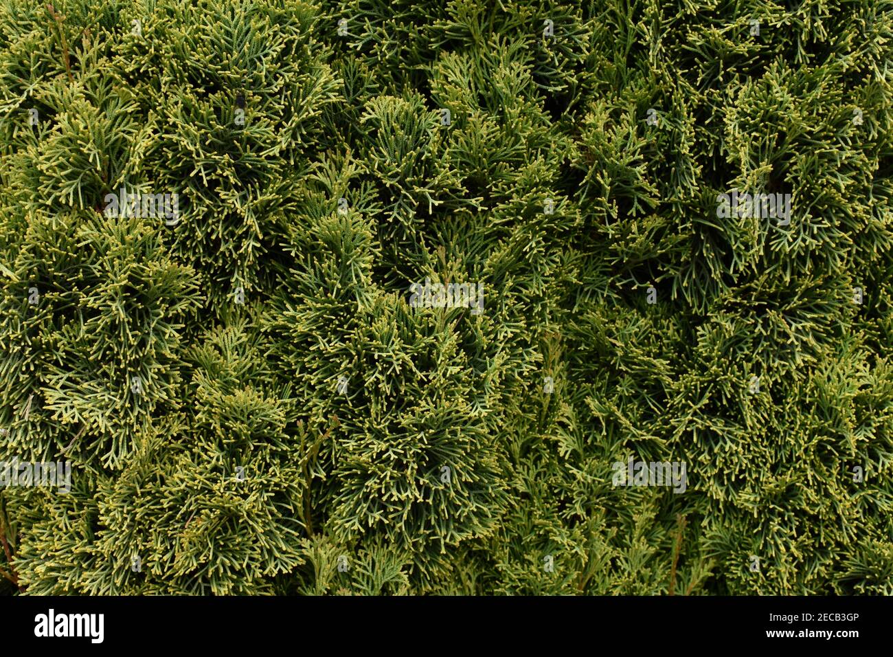 Thuja plant for natural backgrounds Stock Photo - Alamy