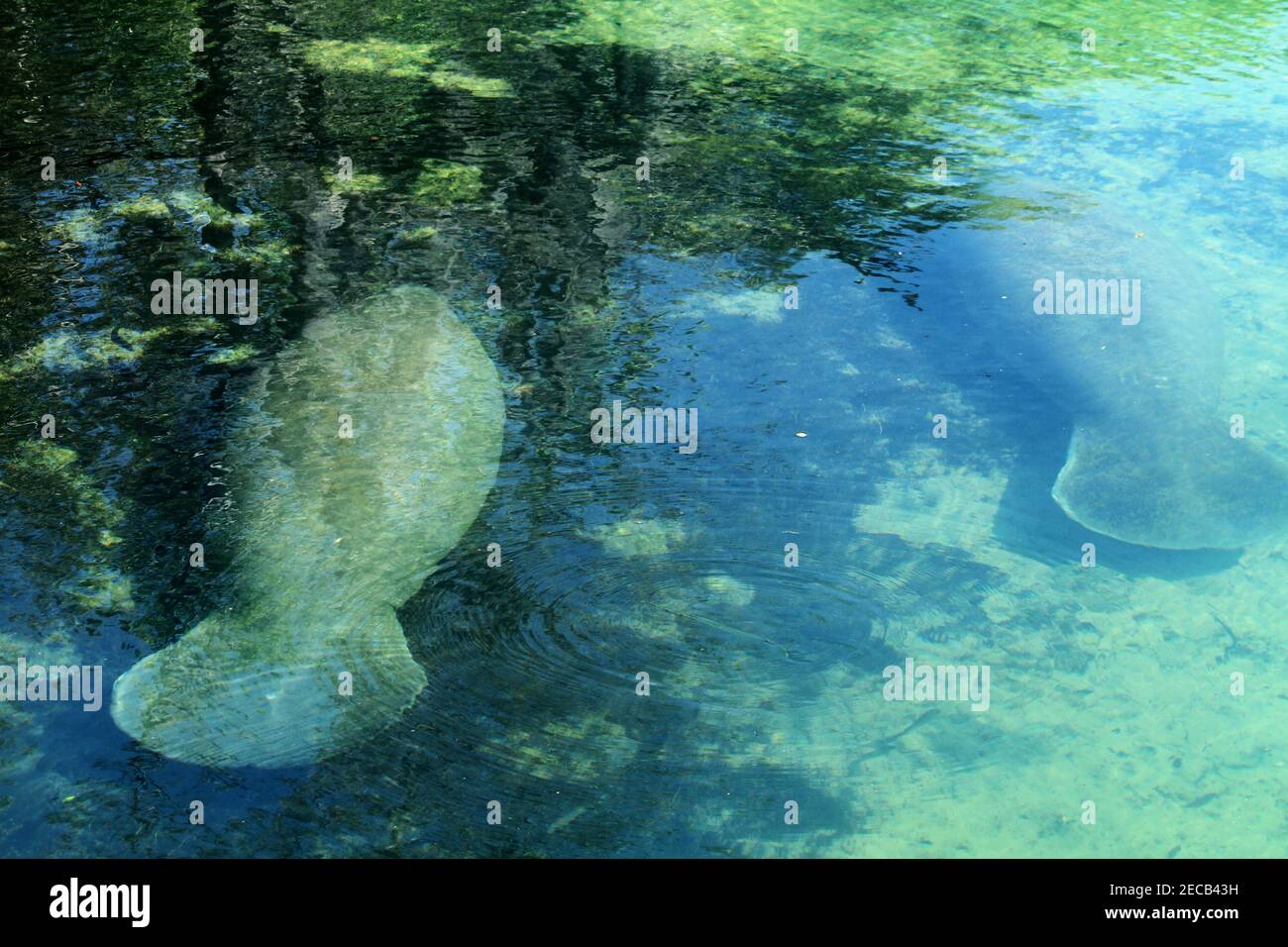 Manatees in Western Florida, USA Stock Photo - Alamy