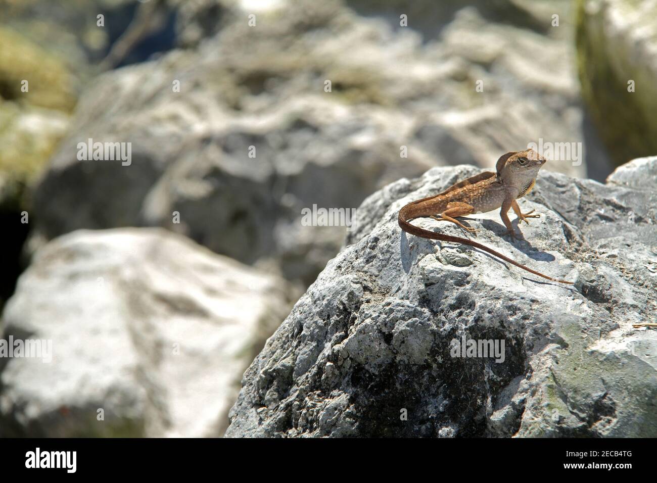 Brown anole lizard in Florida, USA Stock Photo - Alamy